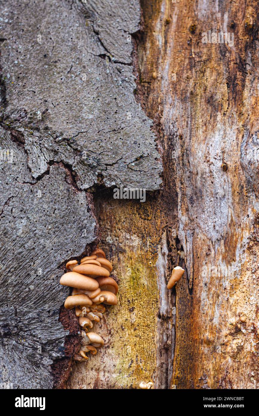 Fungi growing on a dead and rotting tree trunk Stock Photo - Alamy