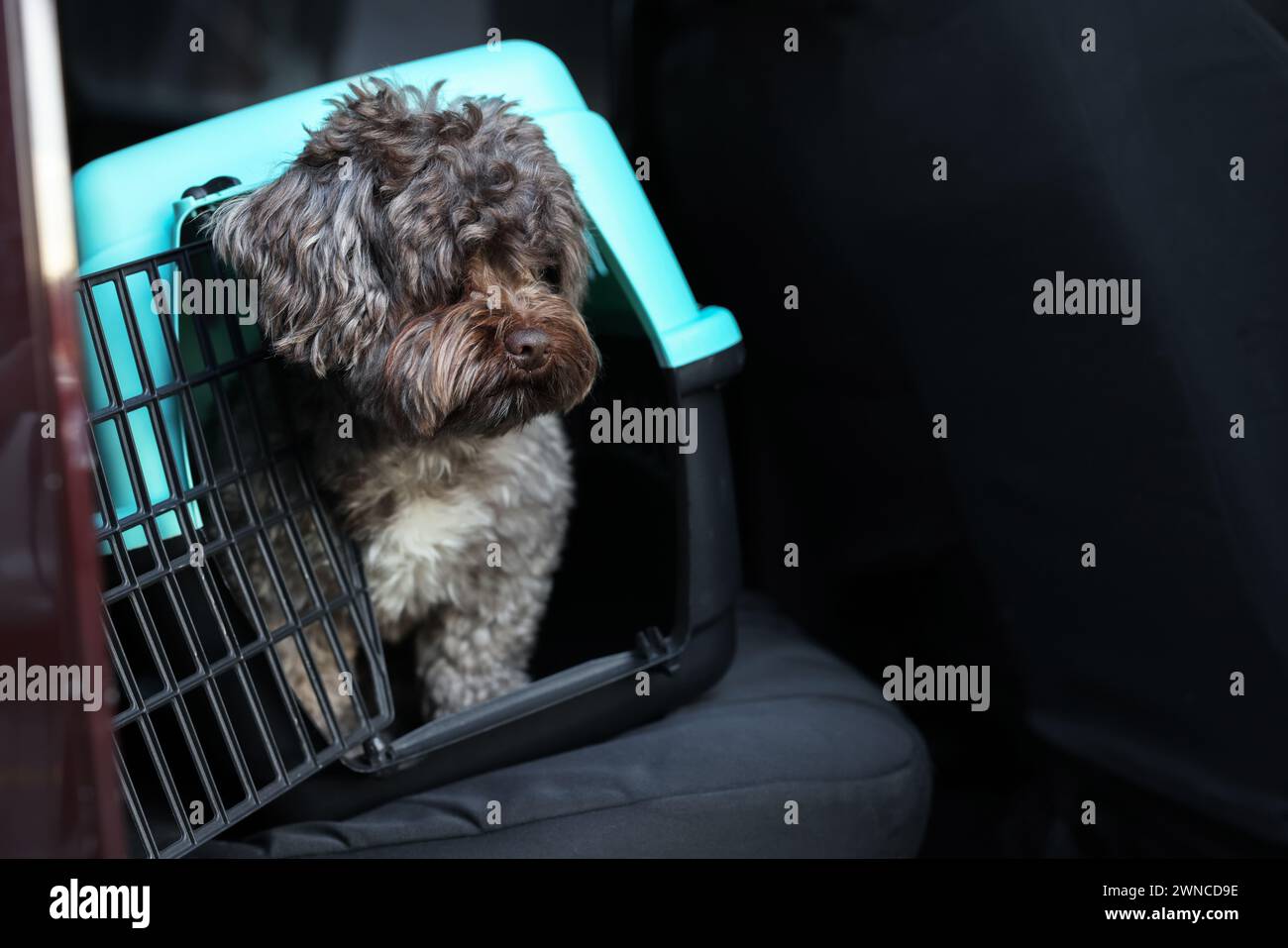 Cute dog in pet carrier travelling by car, space for text. Safe ...