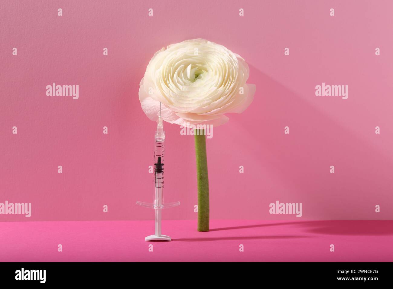 Cosmetology. Medical syringe and ranunculus flower on pink background ...