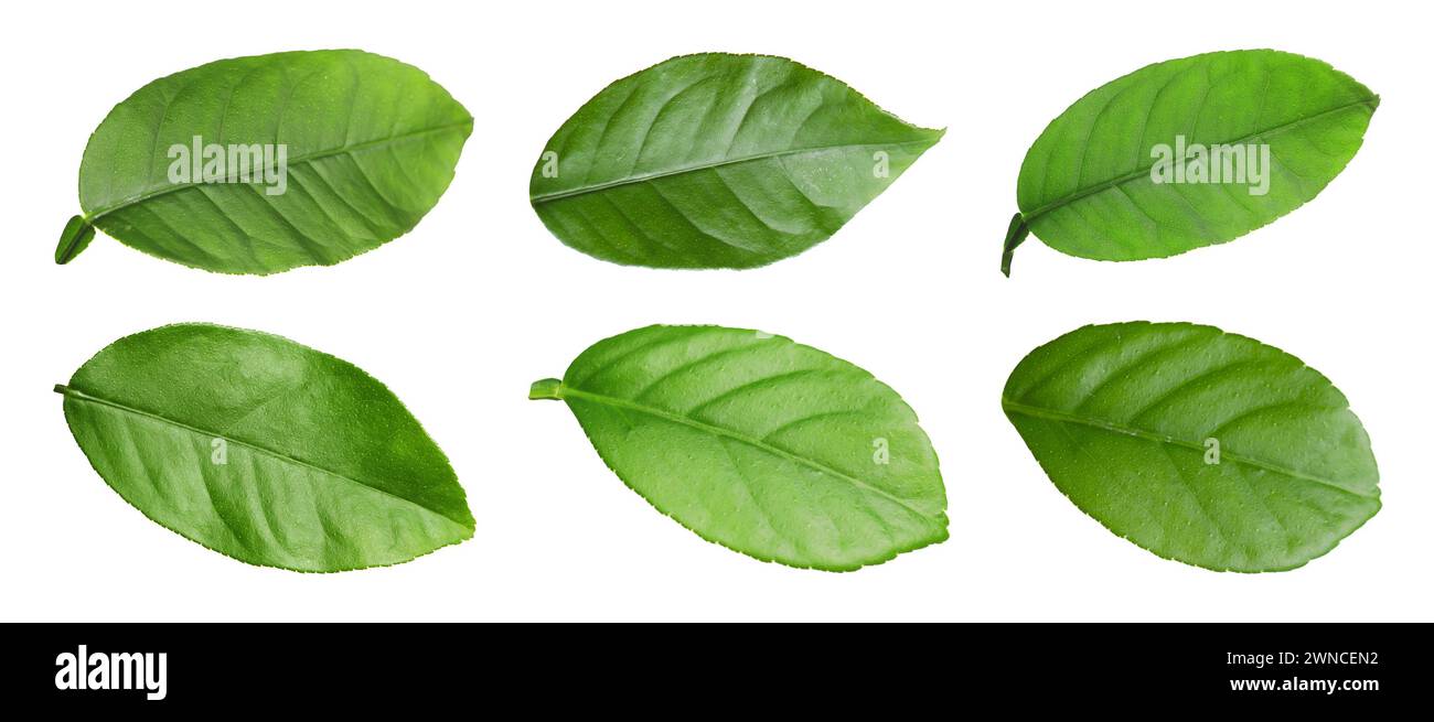 Green leaves of lemon tree isolated on white, set Stock Photo - Alamy