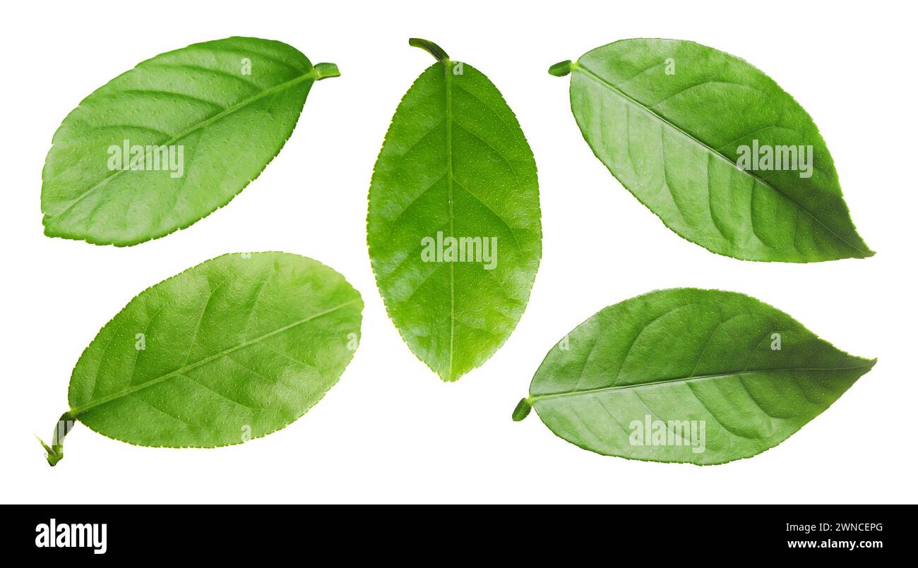 Green leaves of lemon tree isolated on white, set Stock Photo - Alamy