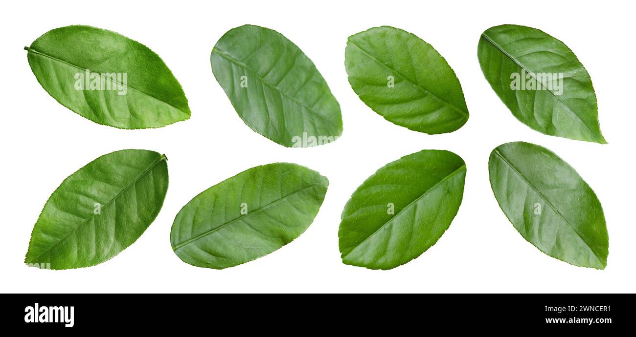 Green leaves of lemon tree isolated on white, set Stock Photo - Alamy