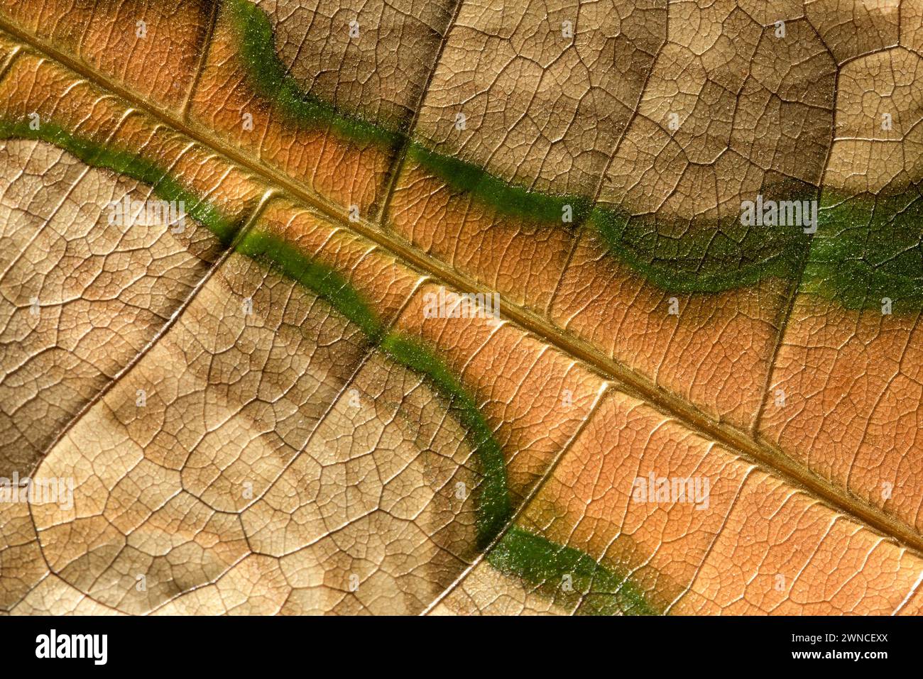 Dying Leaf - Abstract Nature Art Stock Photo - Alamy