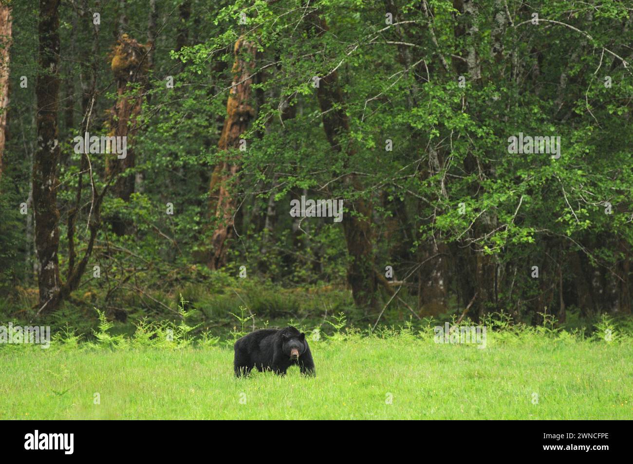 black bear Urus americanus eating grass in a field in the rainforest ...