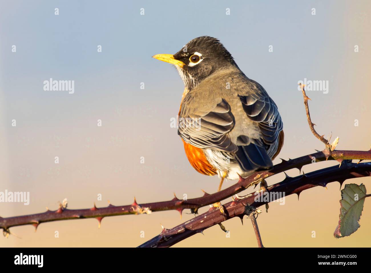 American robin (Turdus migratorius), Ankeny National Wildlife Refuge ...
