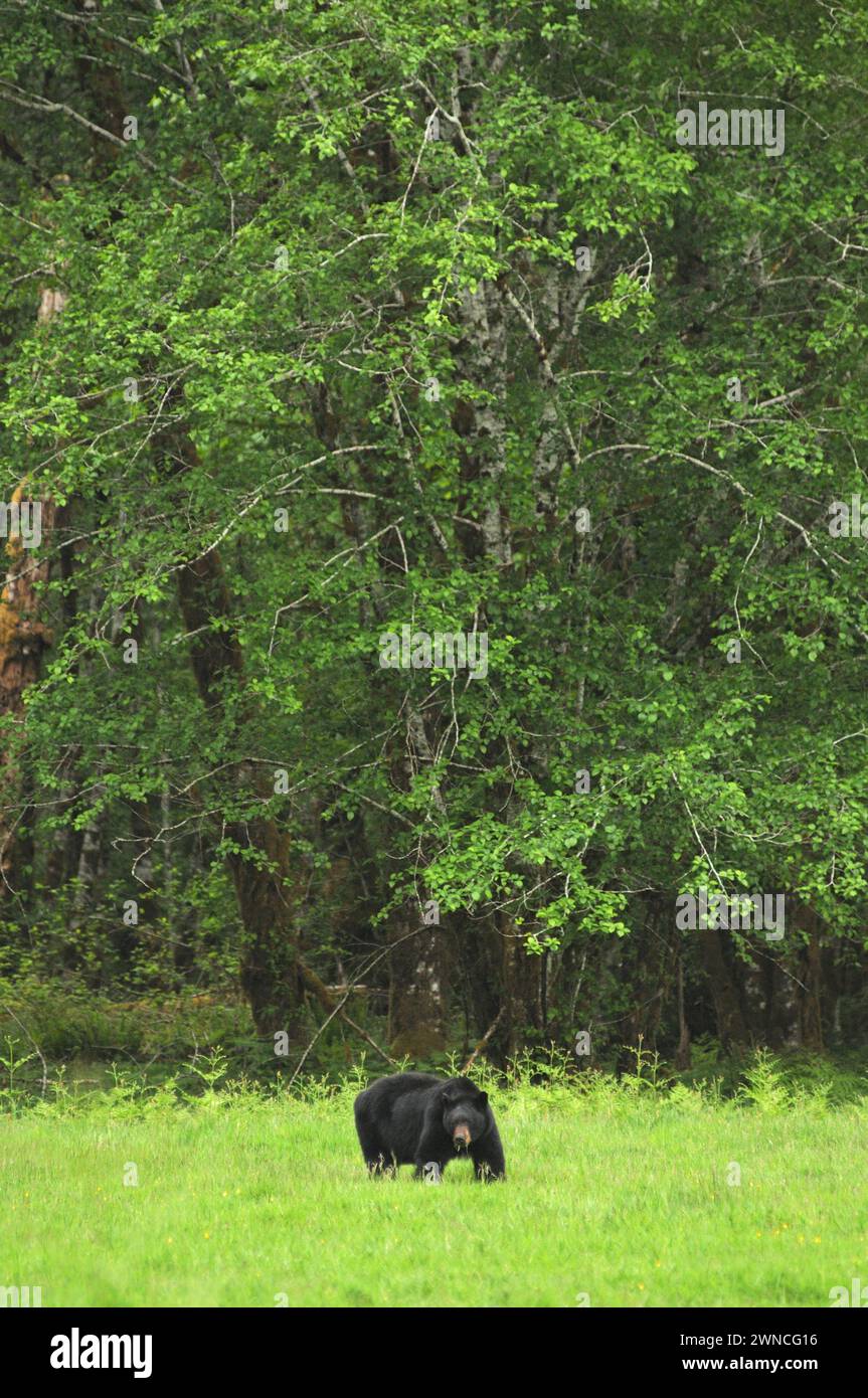 black bear Urus americanus eating grass in a field in the rainforest ...