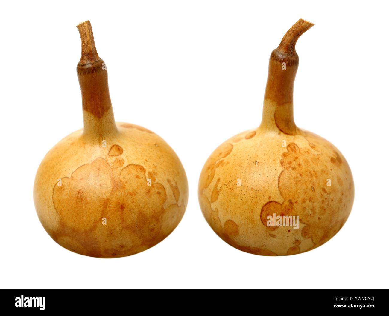 Calabash isolated on white background Stock Photo - Alamy