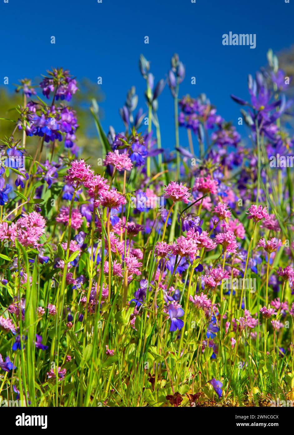 Camas (Camassia quamash) and rosy plectritis (Plectritis congesta) and ...