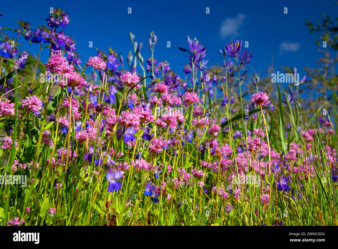 Blue camas flowers hi-res stock photography and images - Alamy