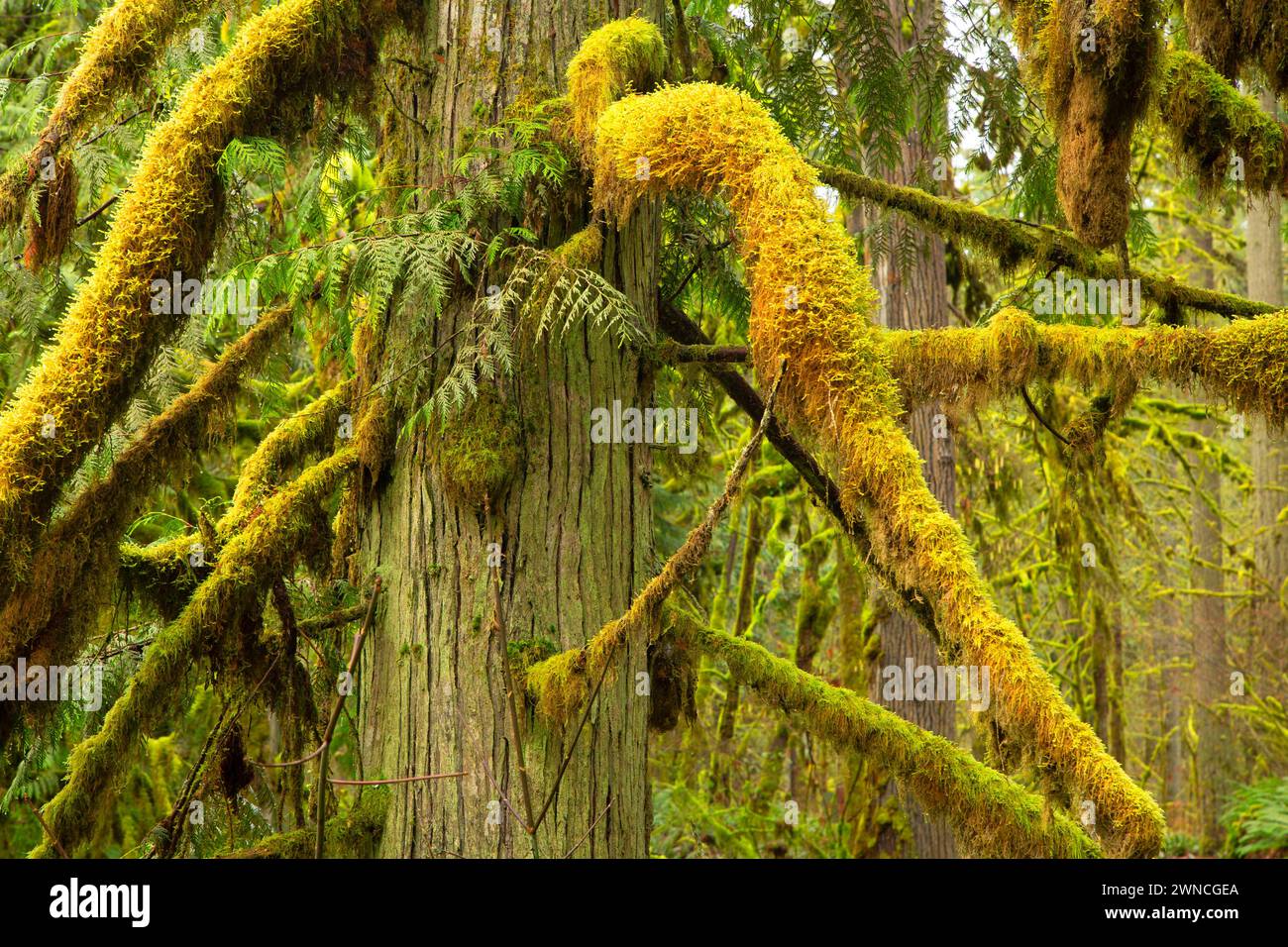 Western red cedar with club moss, Oxbow Regional Park, Oregon Stock ...
