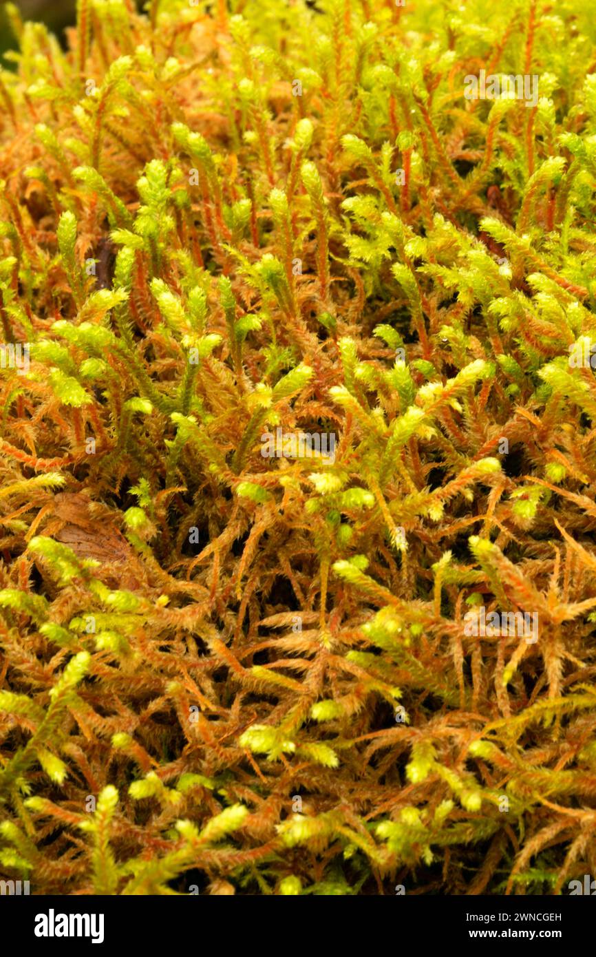 Oxbow regional park portland hi-res stock photography and images - Alamy