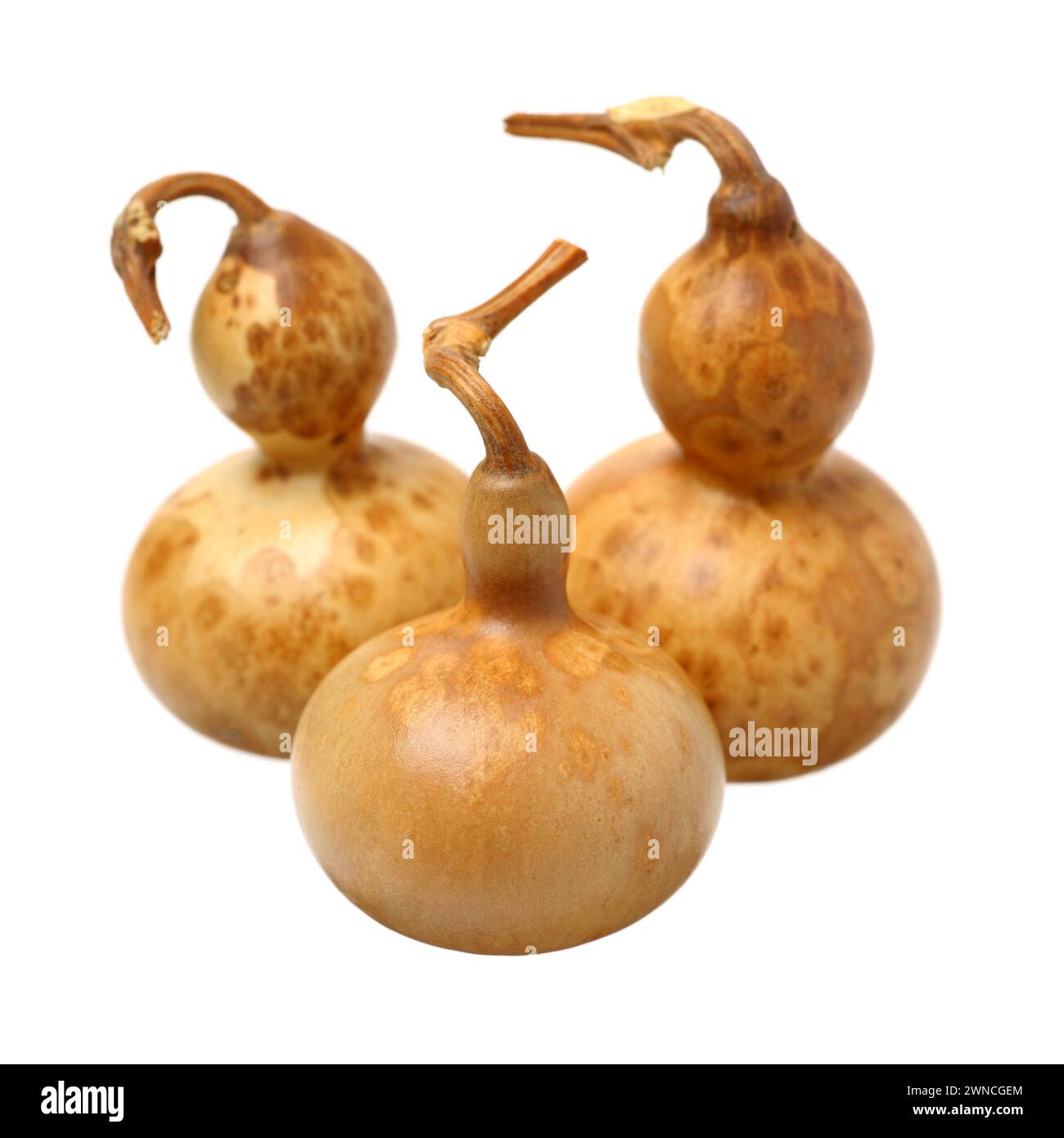 Calabash isolated on white background Stock Photo - Alamy