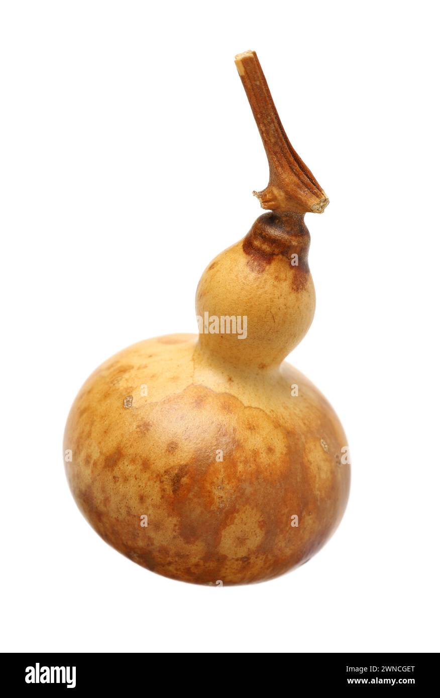 Calabash isolated on white background Stock Photo - Alamy