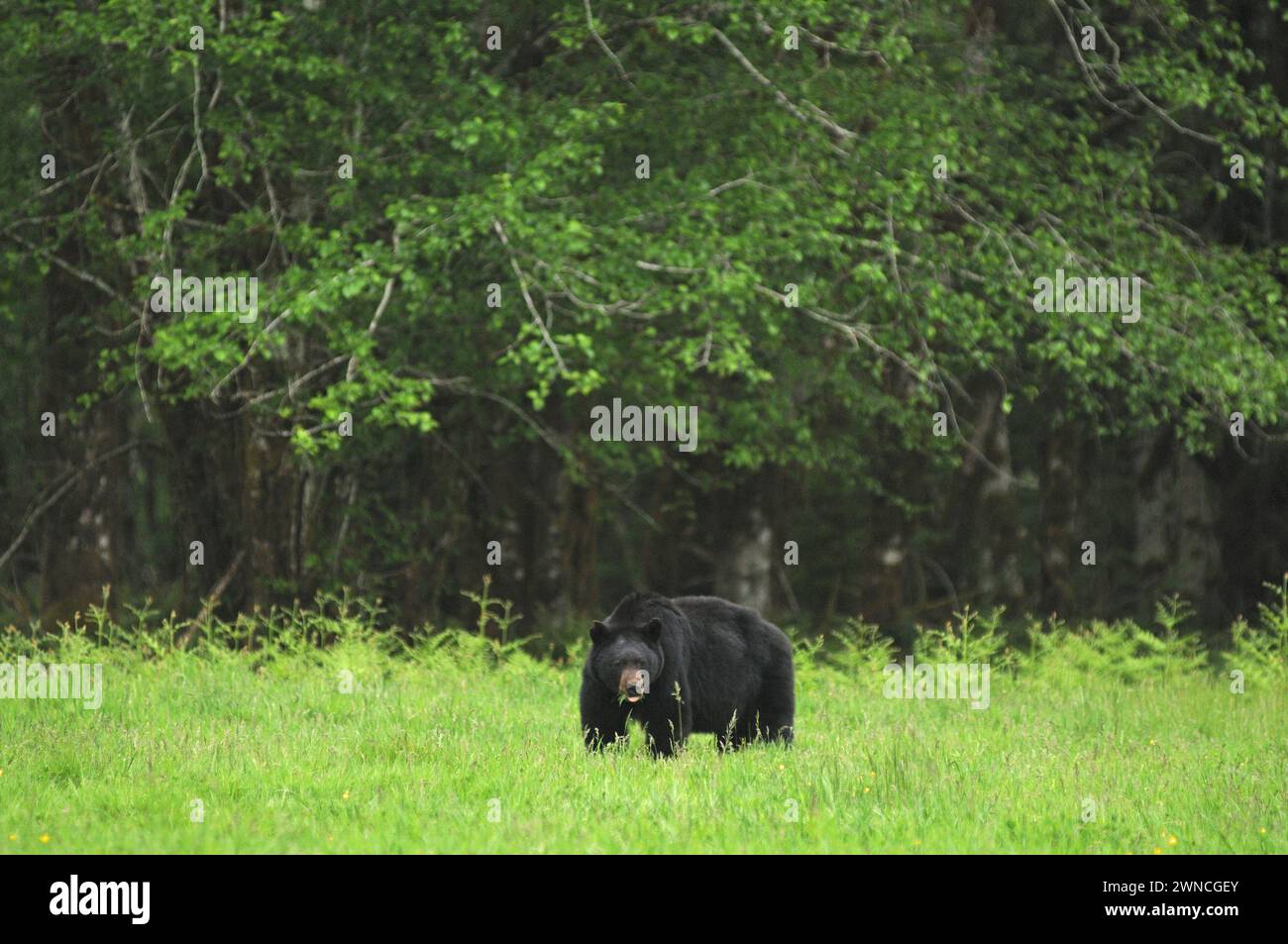 black bear Urus americanus eating grass in a field in the rainforest ...