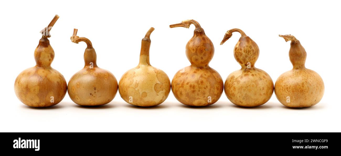 Calabash isolated on white background Stock Photo - Alamy