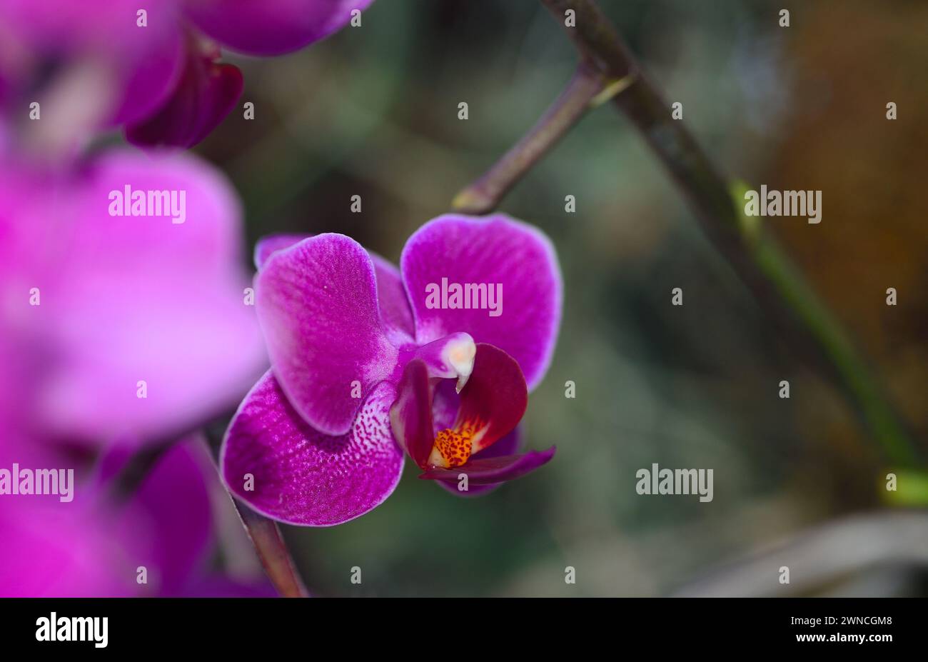 Orchid with natural background hi-res stock photography and images - Alamy
