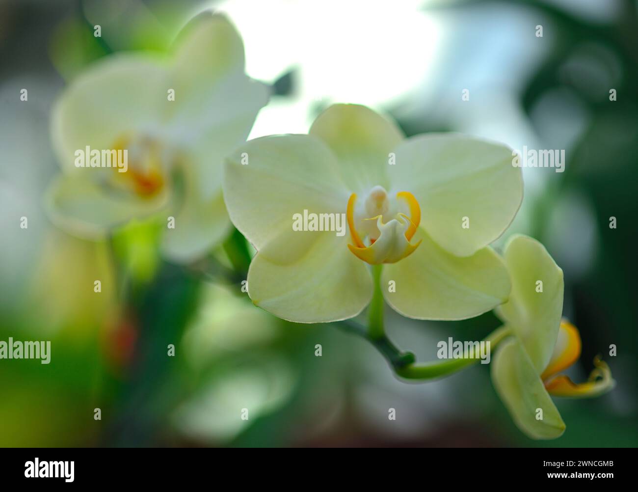 Orchid with natural background hi-res stock photography and images - Alamy