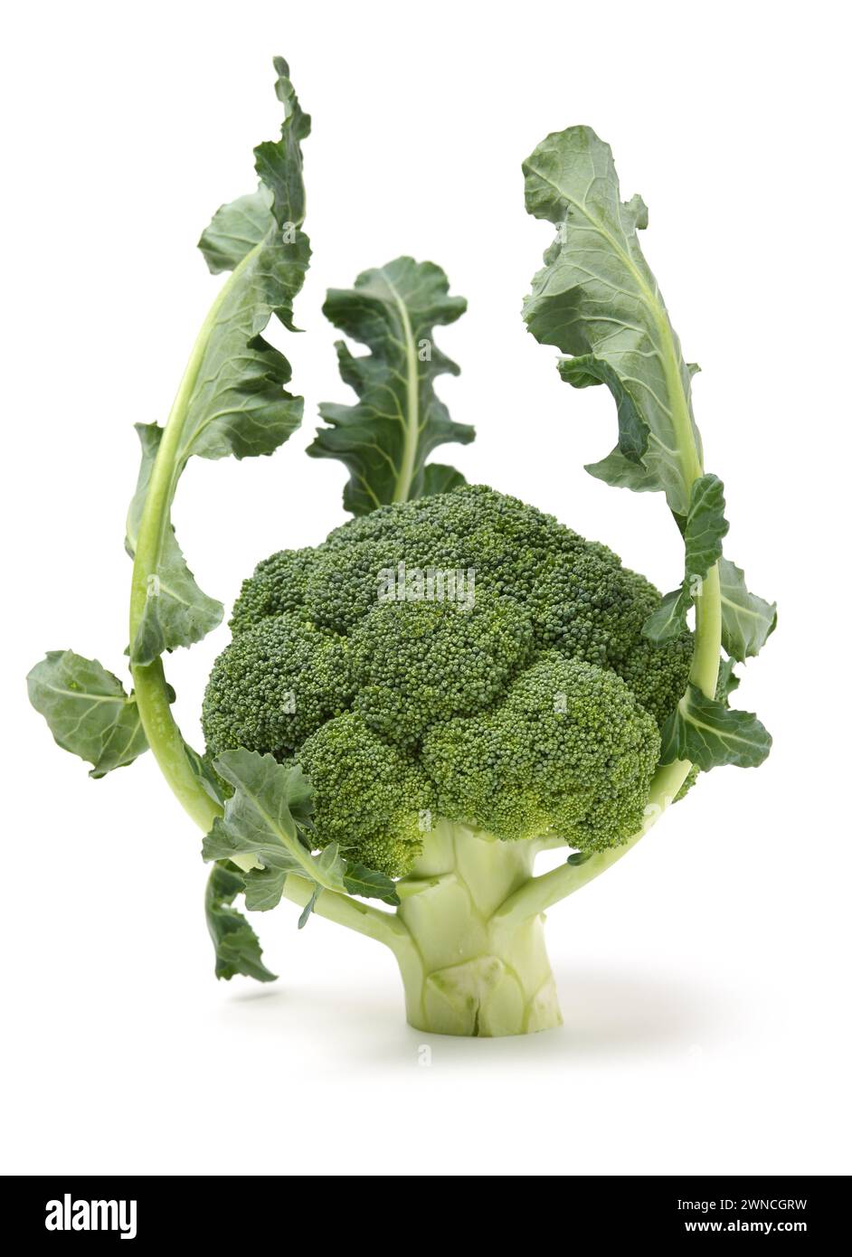 Broccoli vegetable isolated on white background Stock Photo - Alamy