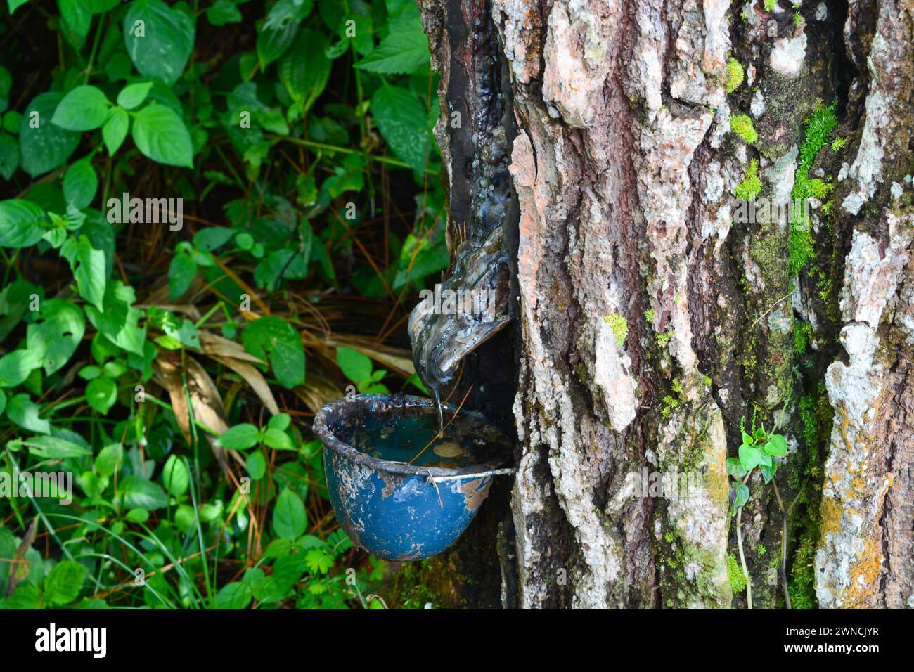 White pine tree sap hi-res stock photography and images - Alamy