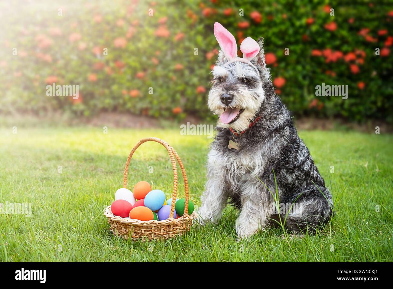 Miniature schnauzer wearing Easter bunny ears next to a basket of ...