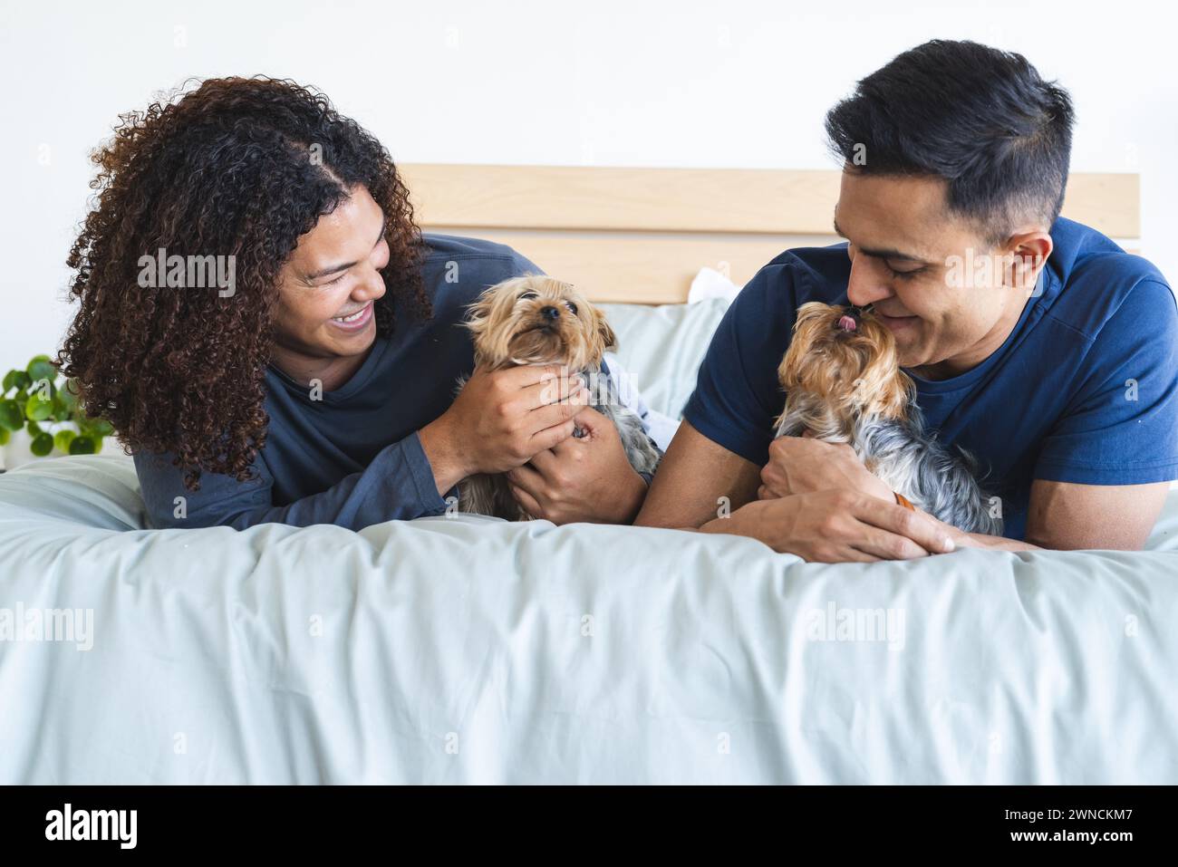 Yorkshire terriers hi-res stock photography and images - Alamy