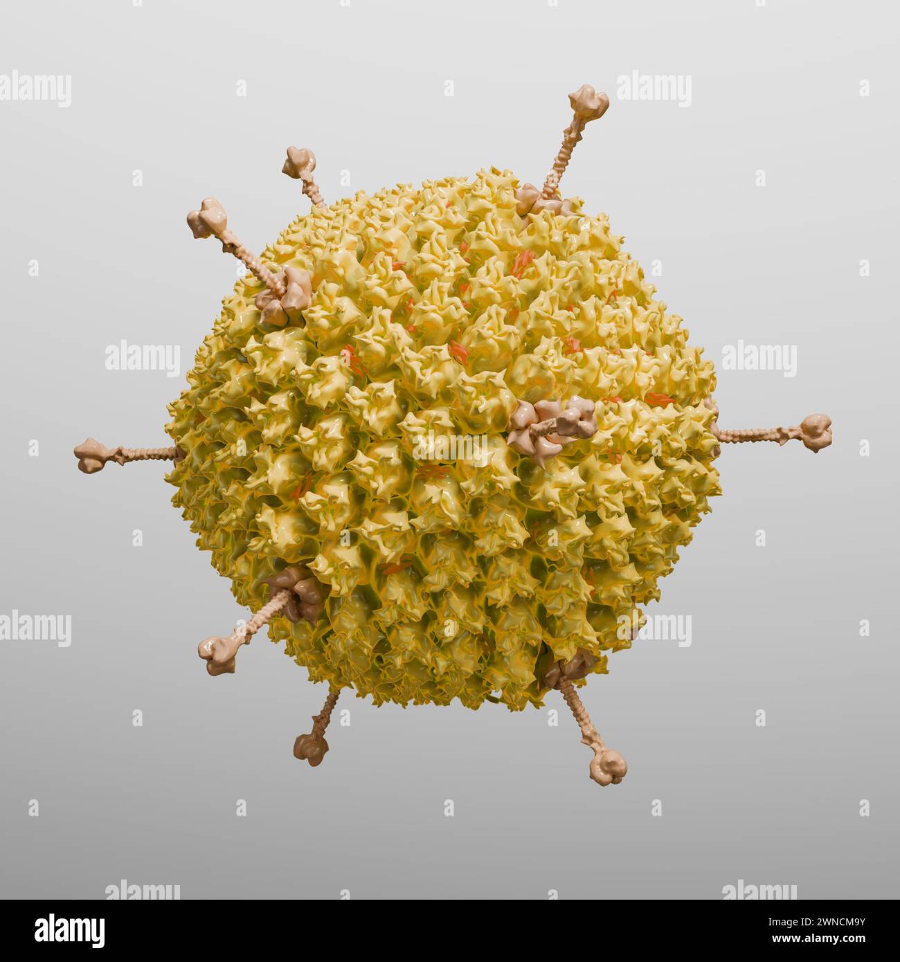 Adenovirus gene delivery hi-res stock photography and images - Alamy