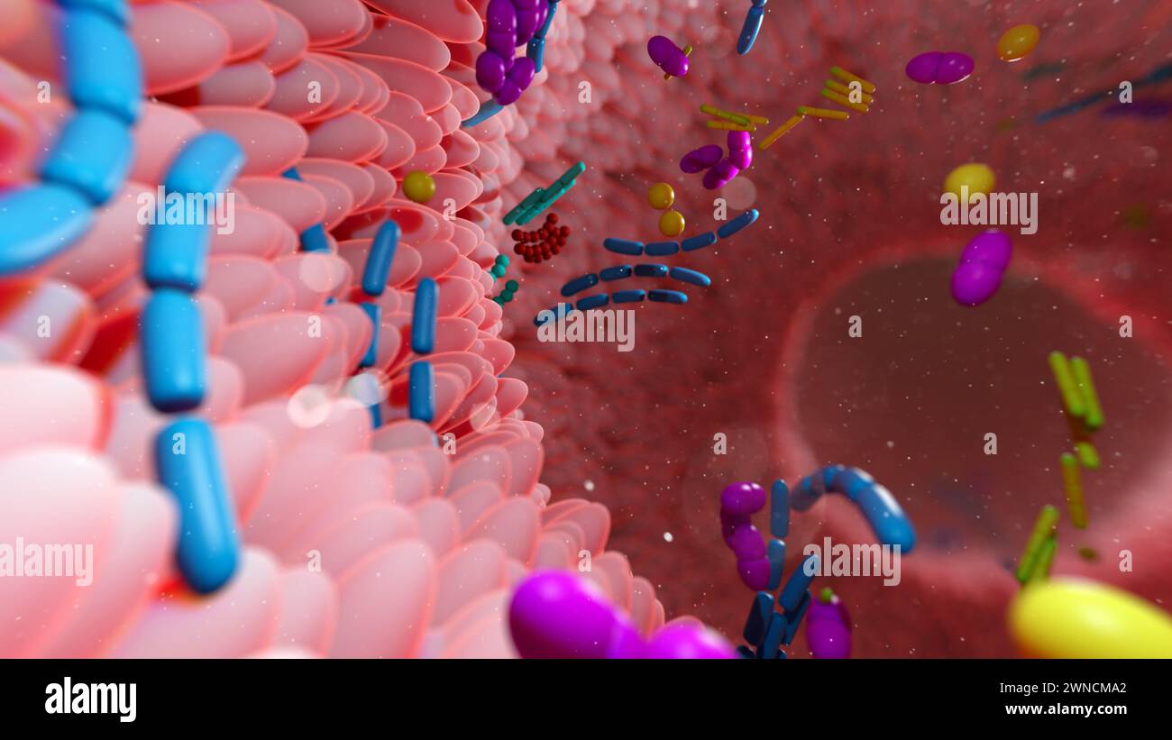 Gut microbiota, illustration Stock Photo - Alamy