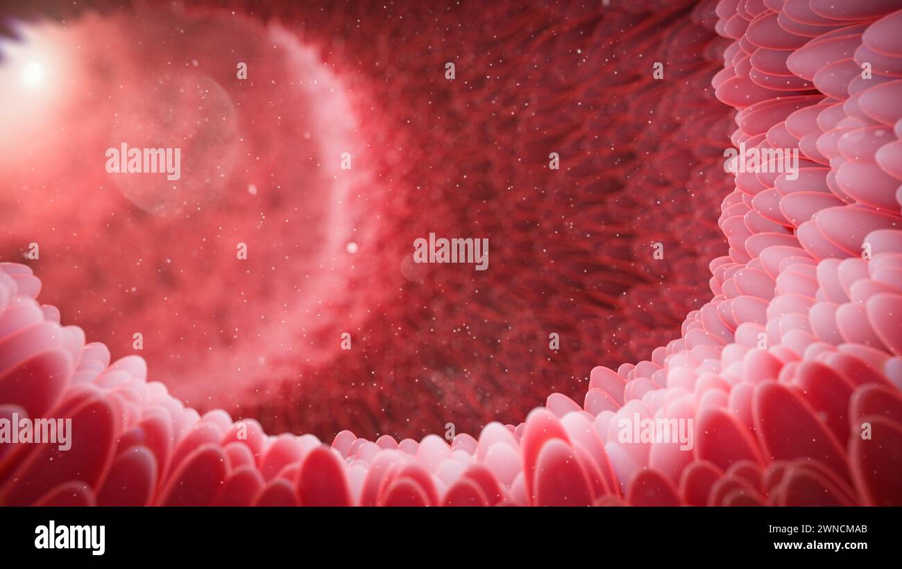 Intestinal absorption hi-res stock photography and images - Alamy