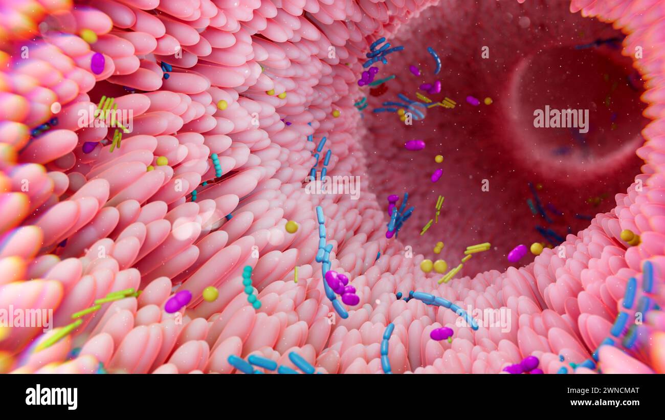Gut microbiota, illustration Stock Photo - Alamy