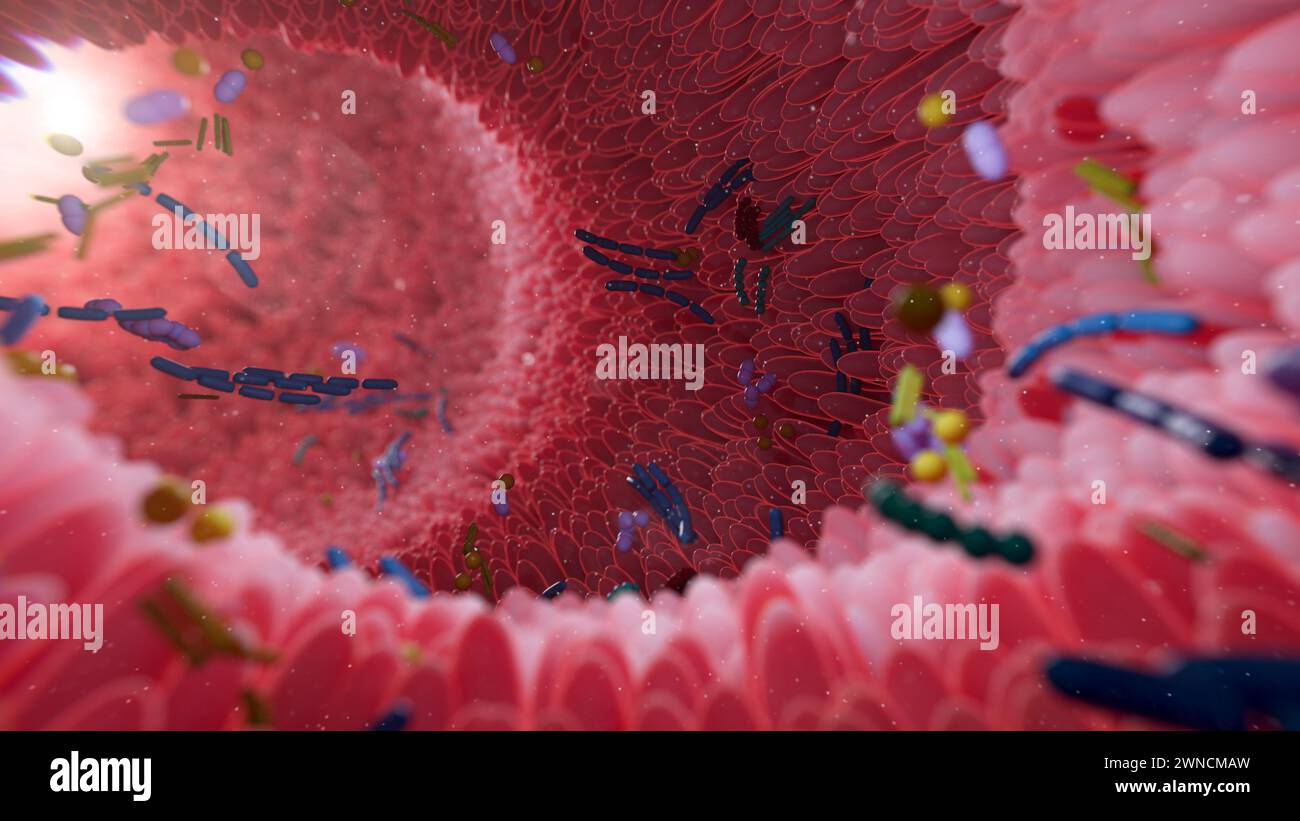 Illustration of the human gut microbiota Stock Photo - Alamy