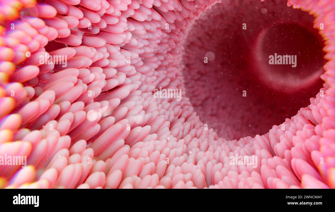Illustration of a healthy human gut with villi Stock Photo - Alamy