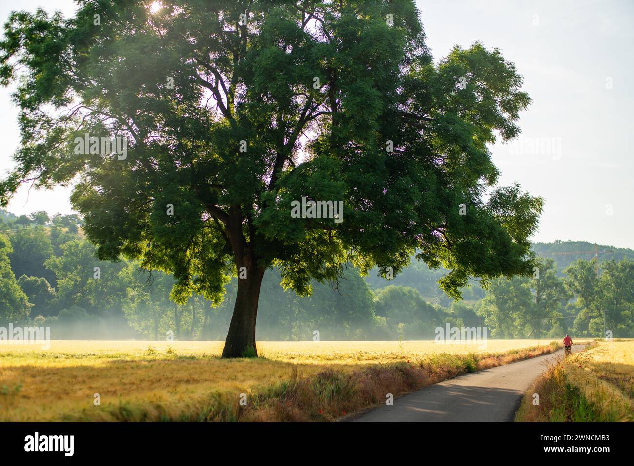 Tree in wheat field Stock Photo - Alamy