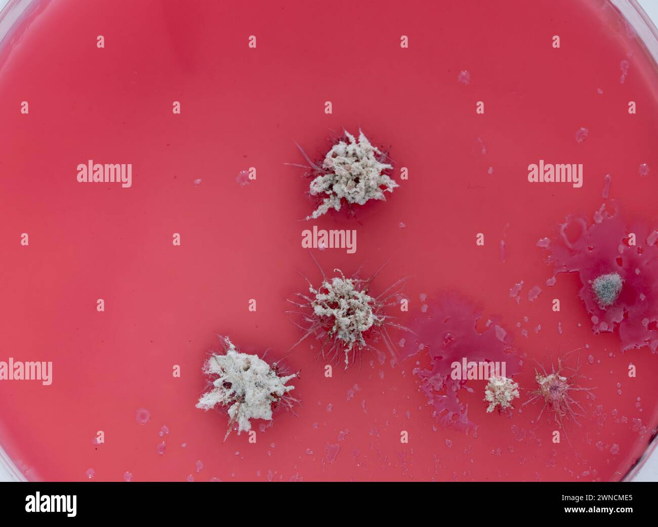 Micro colonies hi-res stock photography and images - Alamy