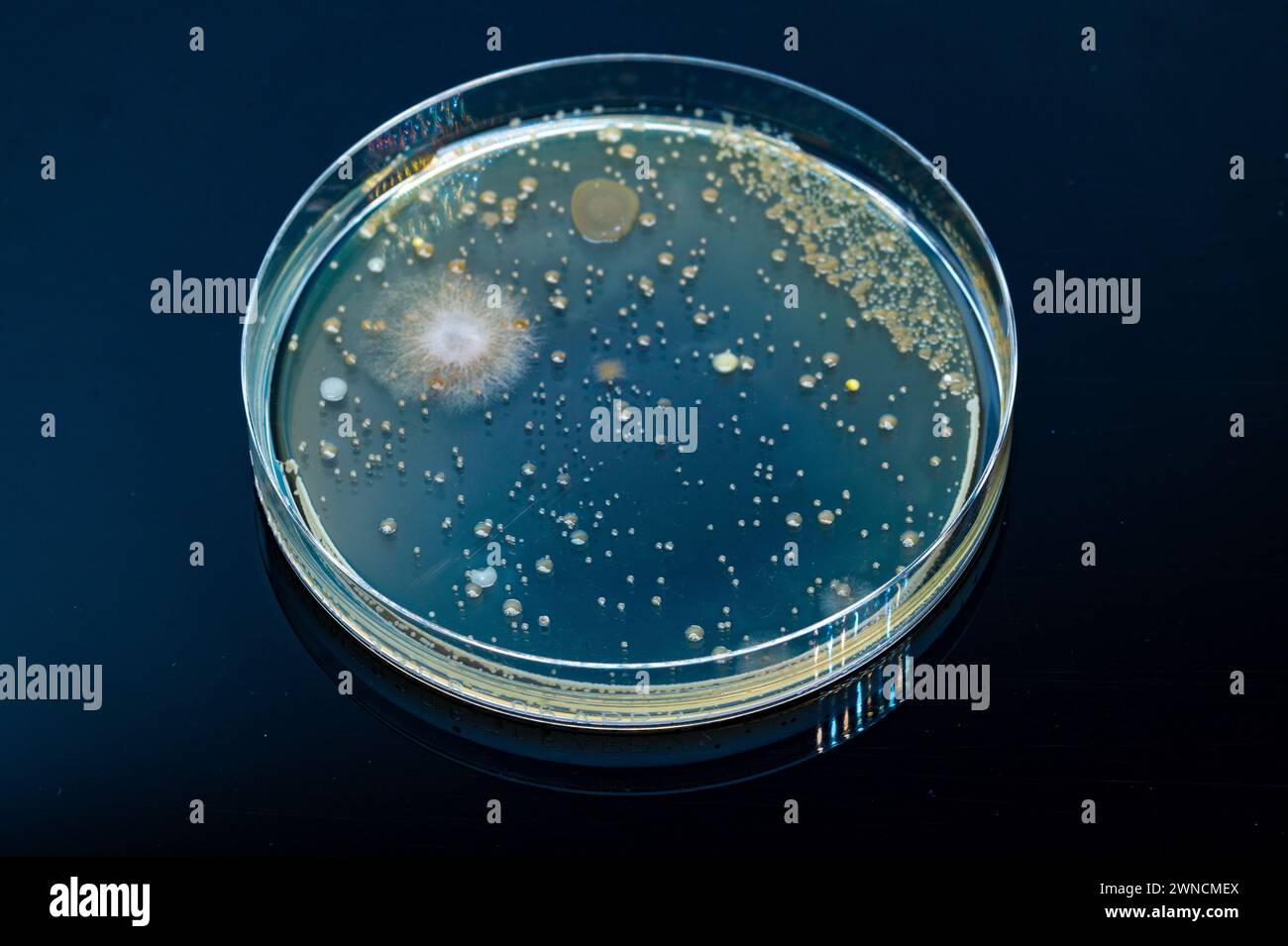 Fungi and micro organisms hi-res stock photography and images - Alamy