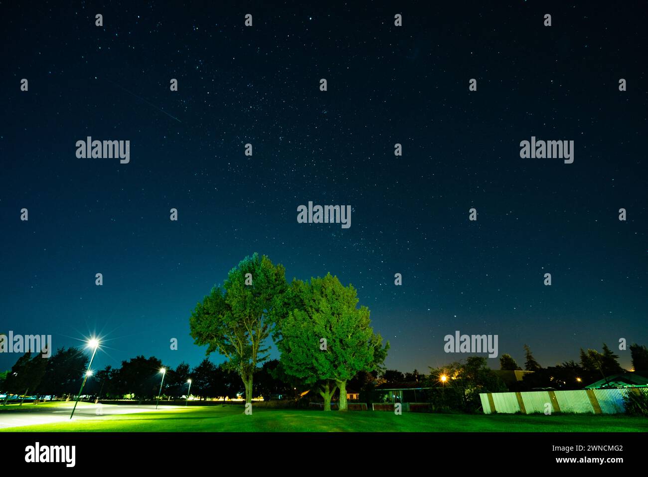 Trees in park at night Stock Photo - Alamy