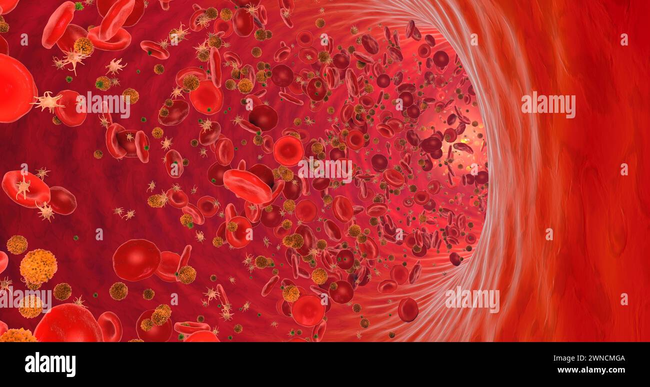 Blood circulating through blood vessel, illustration Stock Photo - Alamy