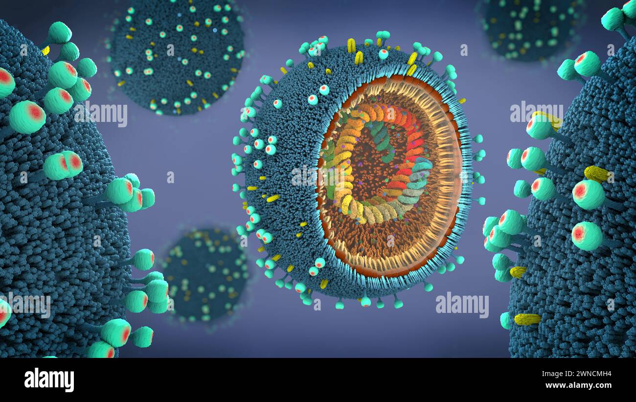 Influenza virus particles, illustration Stock Photo - Alamy