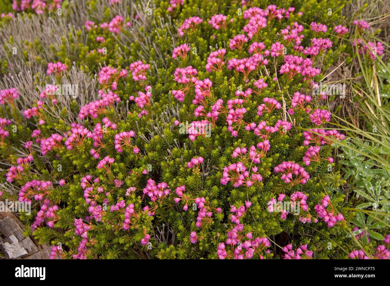 Delicate Pink Mountain Heather bushes in full bloom close to the top of ...