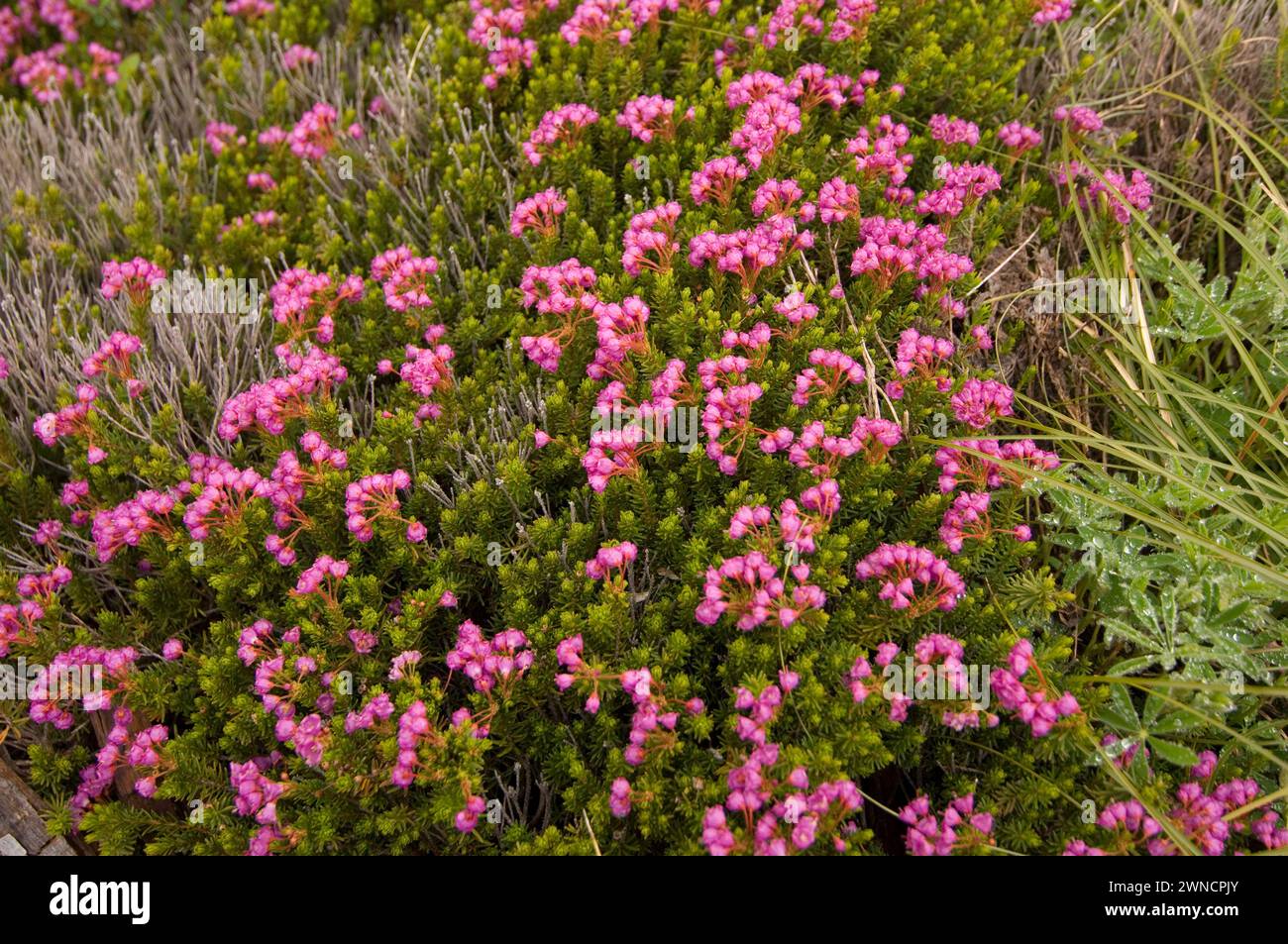 Delicate Pink Mountain Heather bushes in full bloom close to the top of ...
