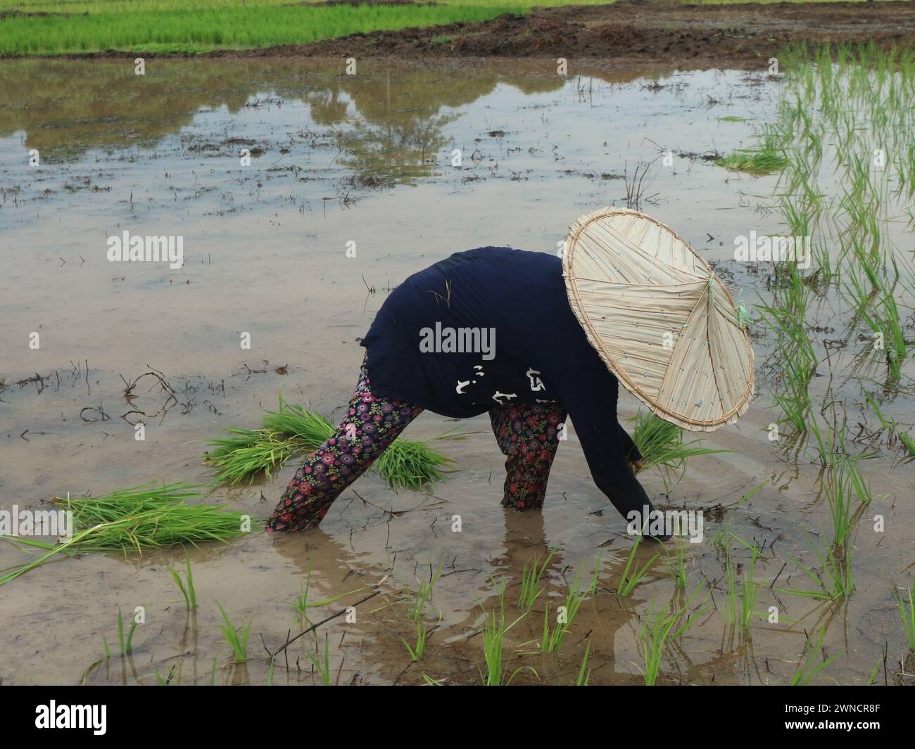 The planting of rice illustration hi-res stock photography and images ...