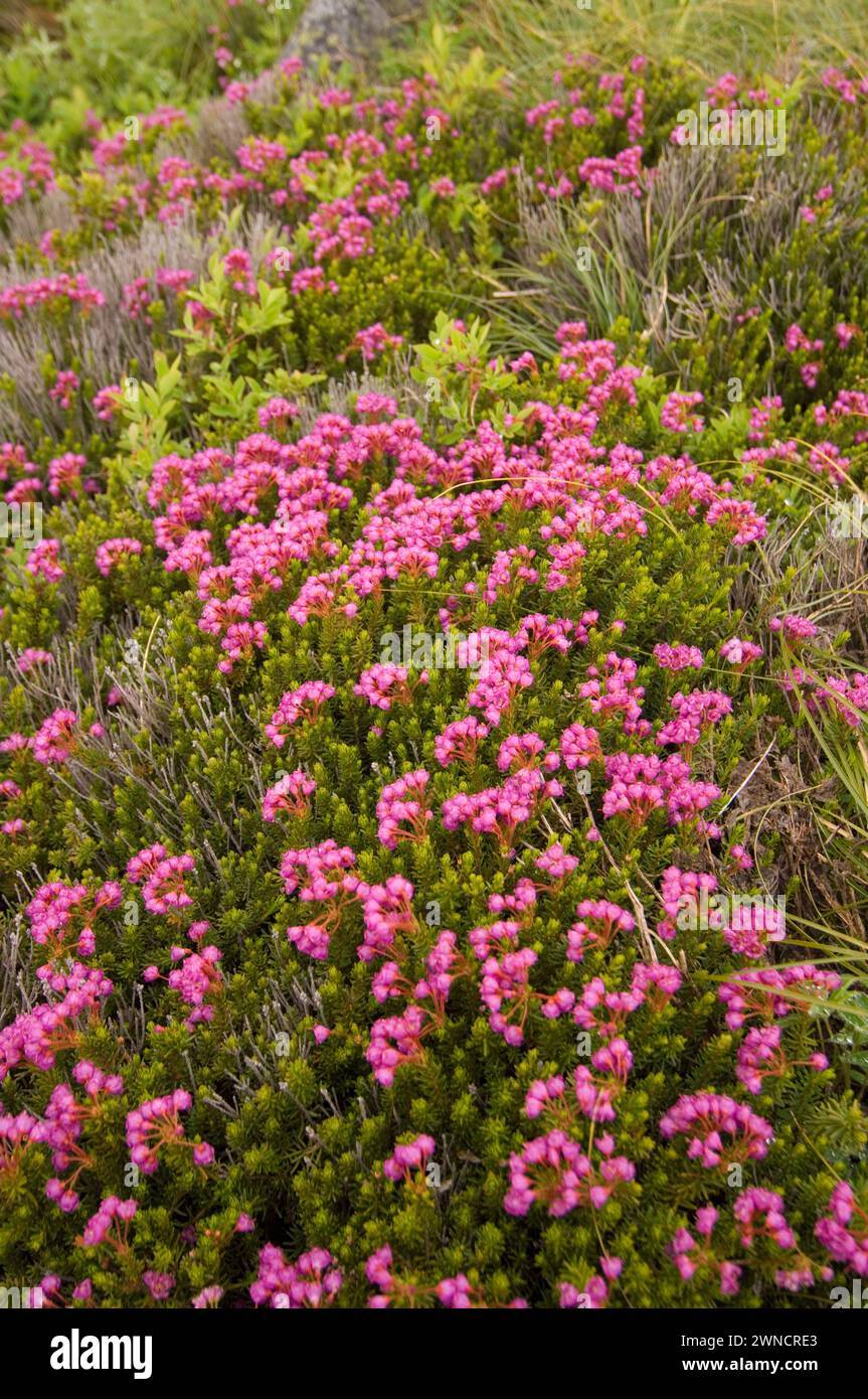 Delicate Pink Mountain Heather bushes in full bloom close to the top of ...