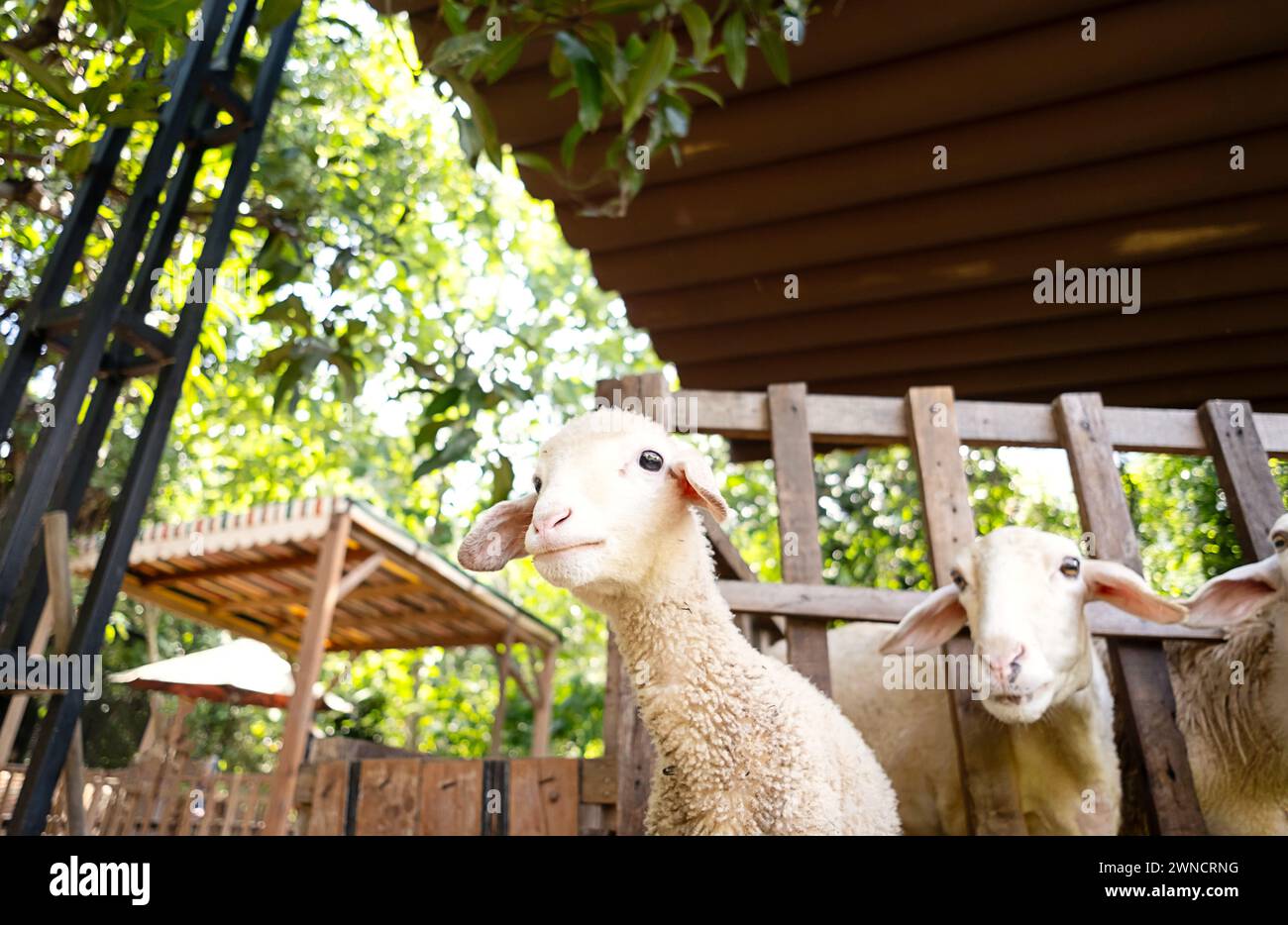 Cute little lamb. Animal portrait Stock Photo - Alamy