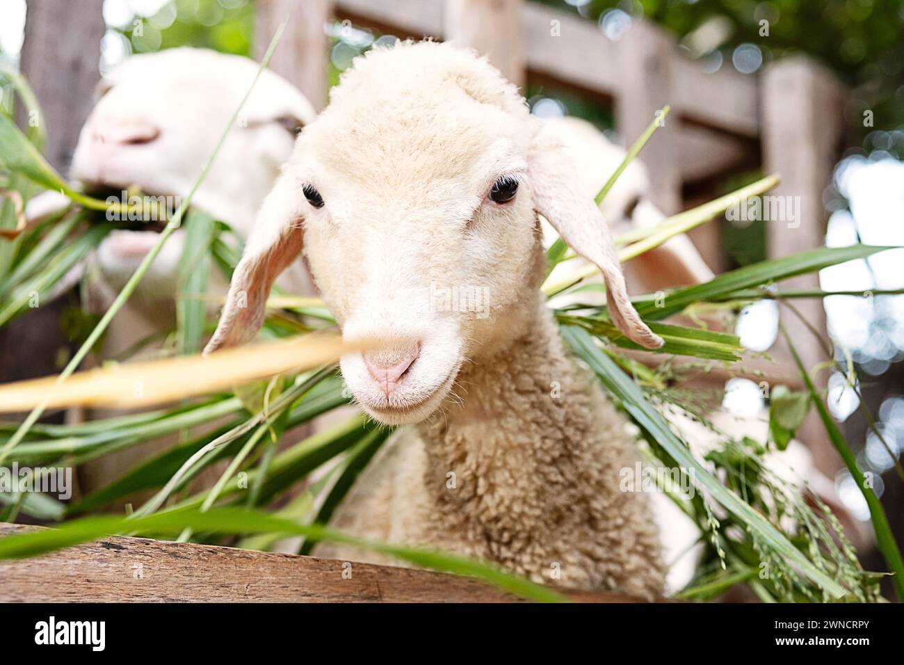 Cute little lamb. Animal portrait Stock Photo - Alamy