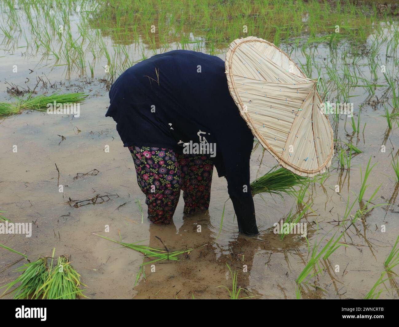 A female farmer is planting rice seeds manually in a rice field Stock ...