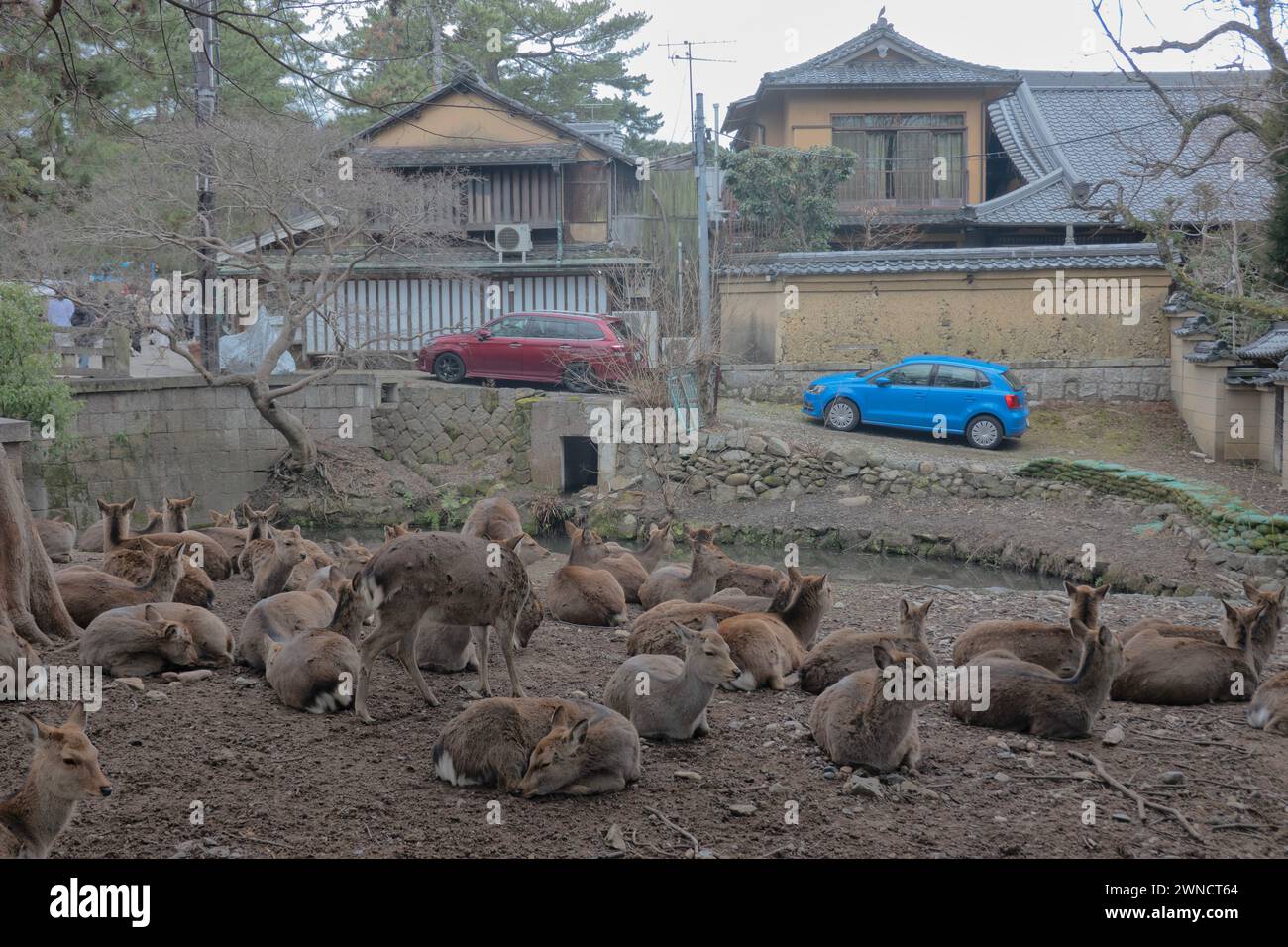 The Deer Park in Nara, Japan Stock Photo - Alamy