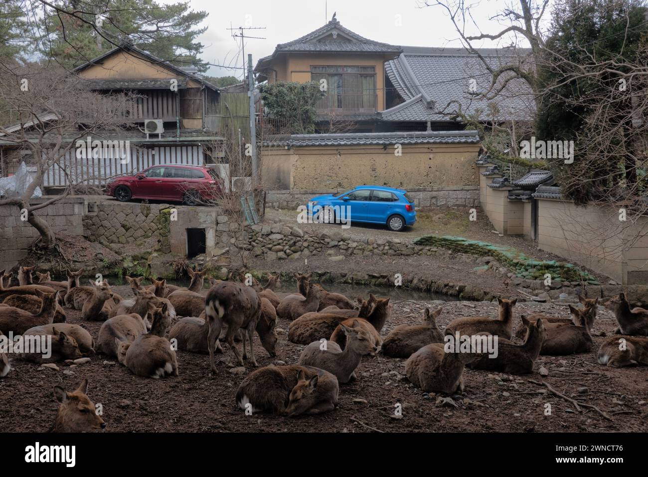 The Deer Park in Nara, Japan Stock Photo - Alamy