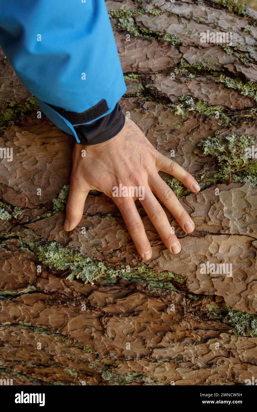 Man's hand touching the trunk of a tree. Preservation and conservation ...
