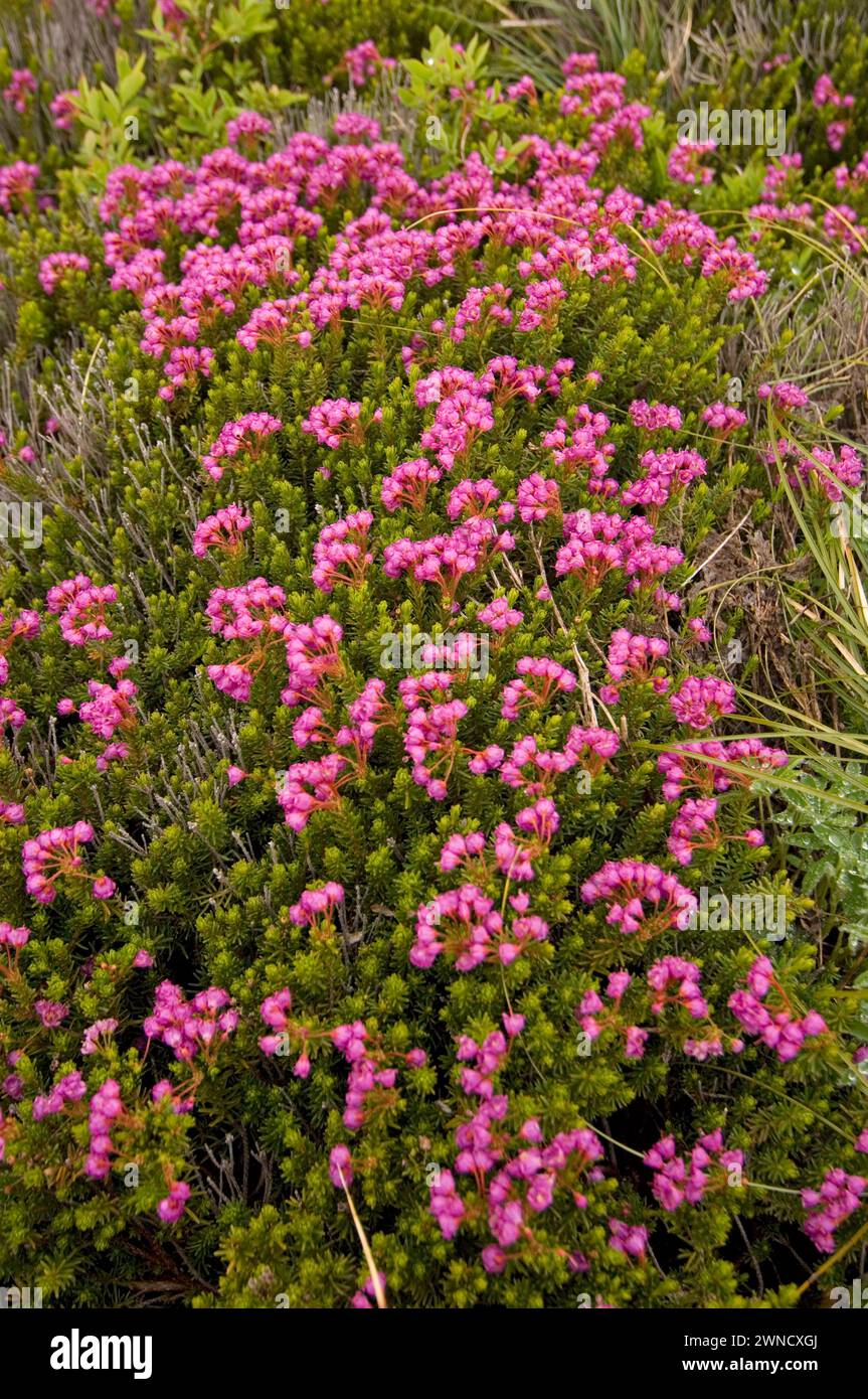 Delicate Pink Mountain Heather bushes in full bloom close to the top of ...