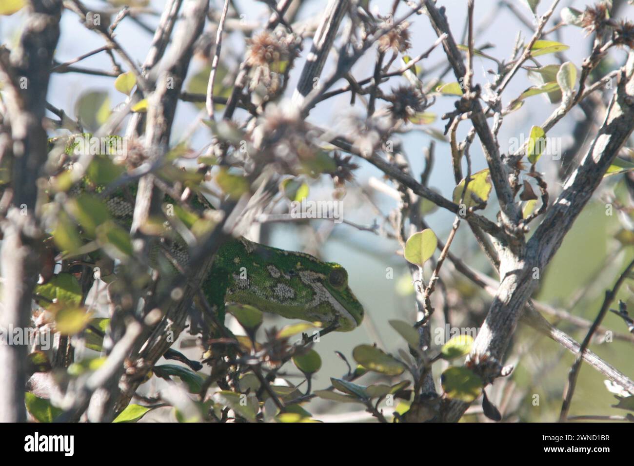 The rare & endangered Jewelled Gecko in its natural habitat, New ...