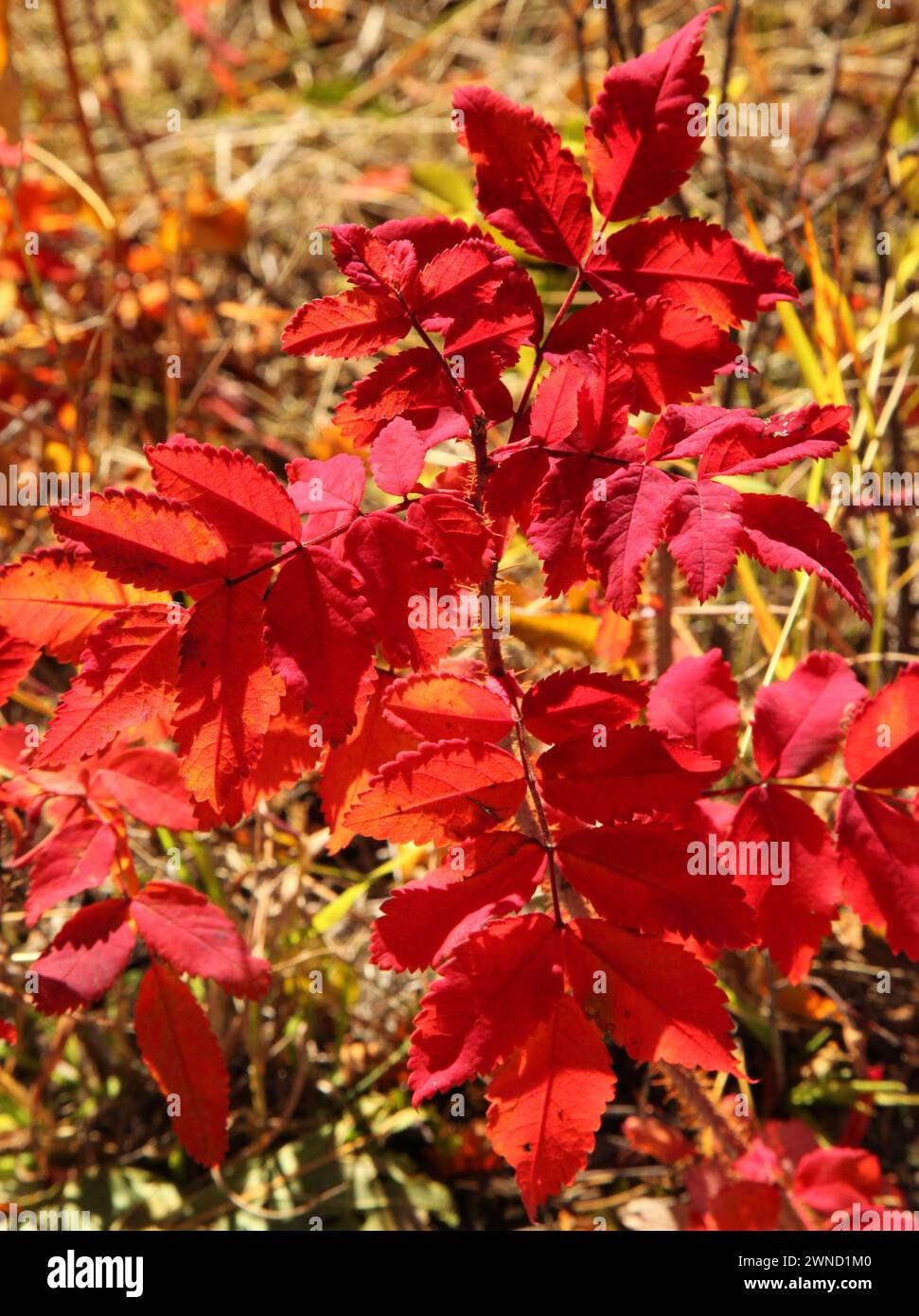 Red fall autumn leaves hi-res stock photography and images - Alamy